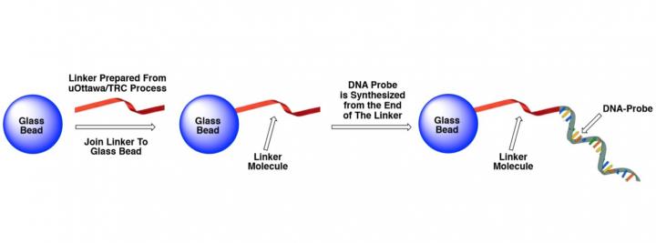 Figure 1 [IMAGE] | EurekAlert! Science News Releases