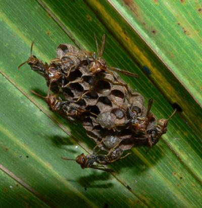 Social Wasps (1 of 2) [IMAGE] | EurekAlert! Science News Releases