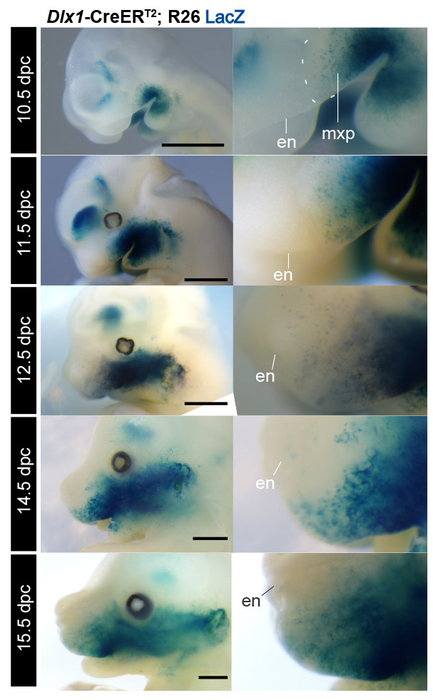 Embryonic mice with cells of t [IMAGE] | EurekAlert! Science News Releases