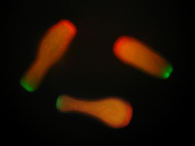 Acropora millepora Larv [IMAGE] | EurekAlert! Science News Releases