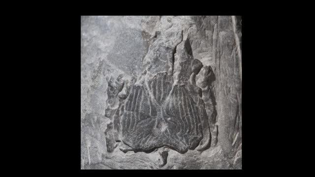 Two-faced fish clue that our ancestors 'weren | EurekAlert!