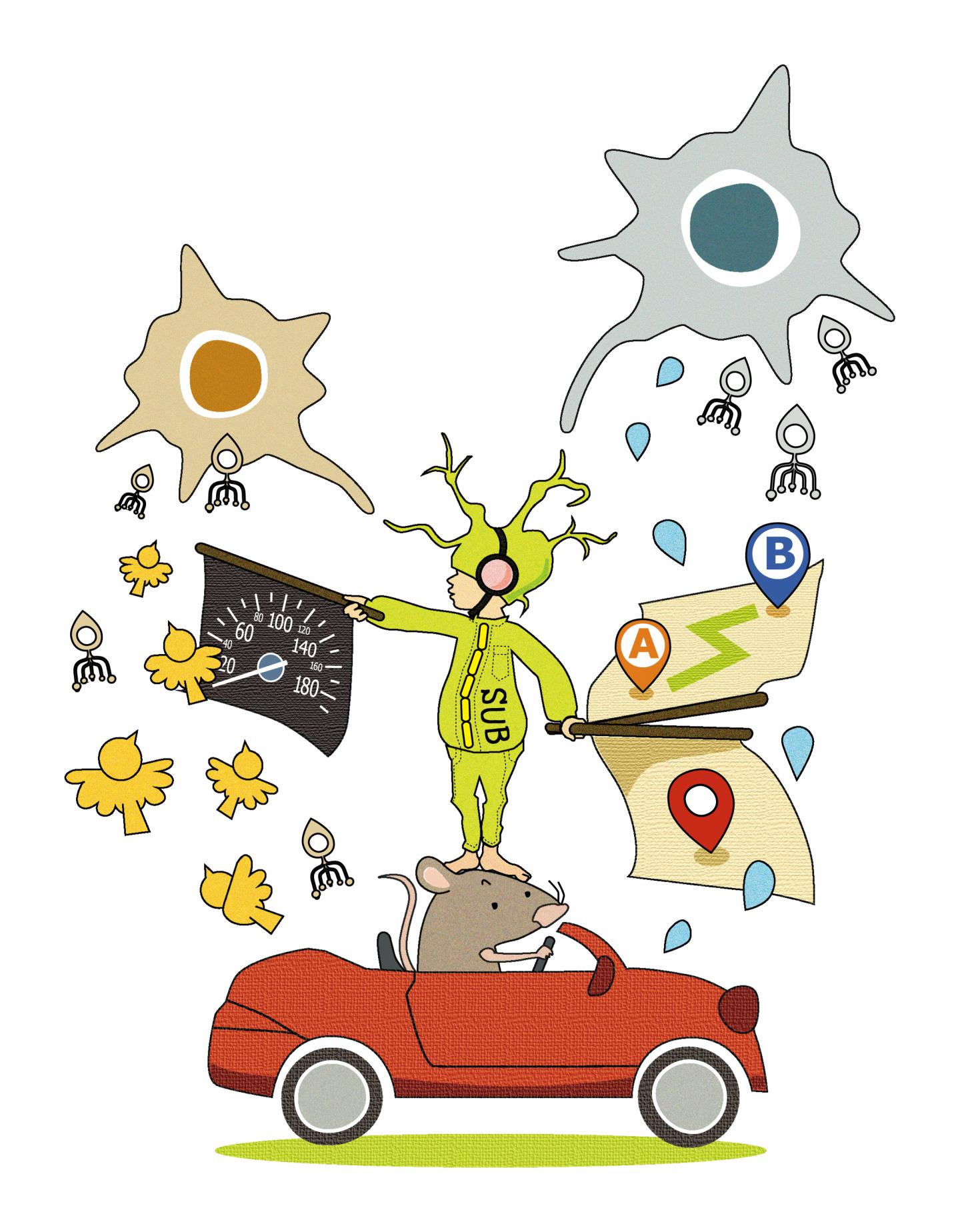 Where am I going? Just ask your subiculum | EurekAlert!