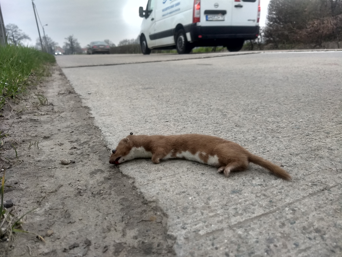 The road is a dangerous place [IMAGE] | EurekAlert! Science News Releases