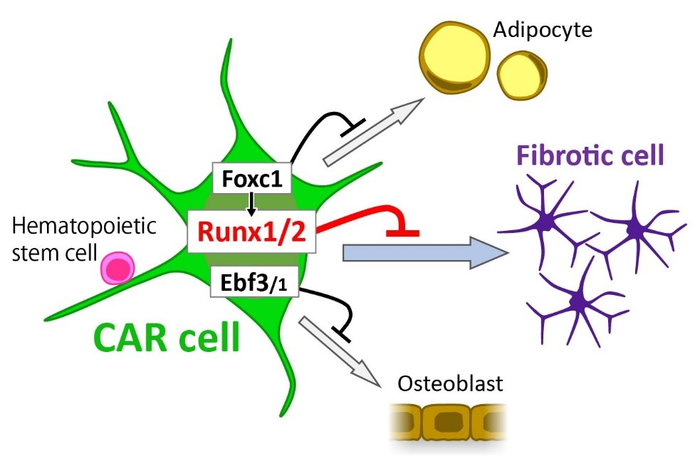 Fig1 Image Eurekalert Science News Releases 