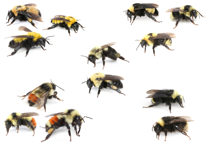 North American Bumble Bees [IMAGE] | EurekAlert! Science News Releases