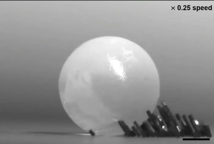 Watch swarms of “ant-like” robots lift heavy | EurekAlert!