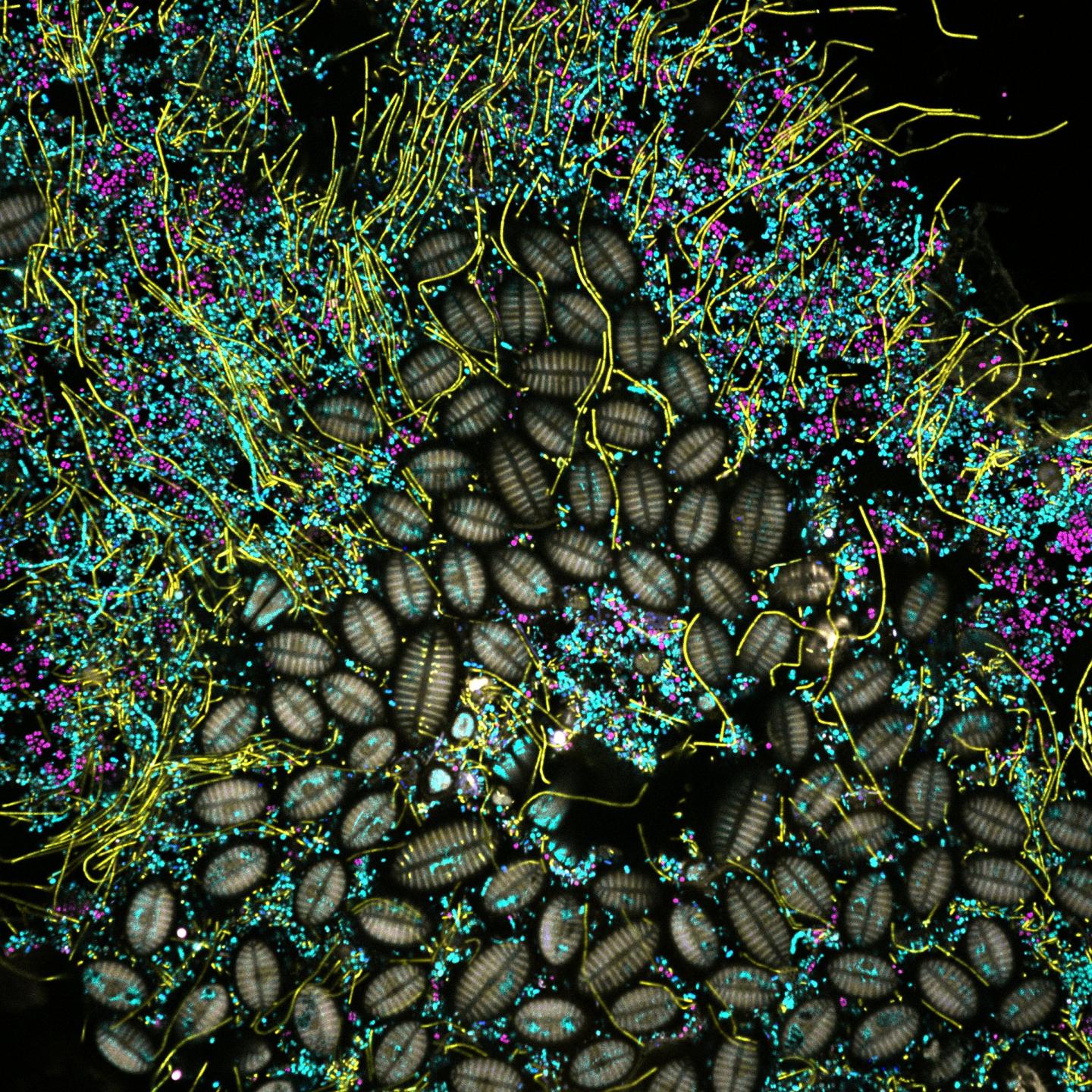 Another microbial community on [IMAGE] | EurekAlert! Science News Releases