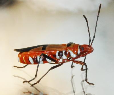 Dysdercus fasciatus [IMAGE] | EurekAlert! Science News Releases