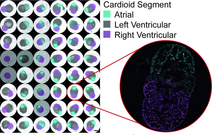 Multi-chambered cardioids and [IMAGE] | EurekAlert! Science News Releases