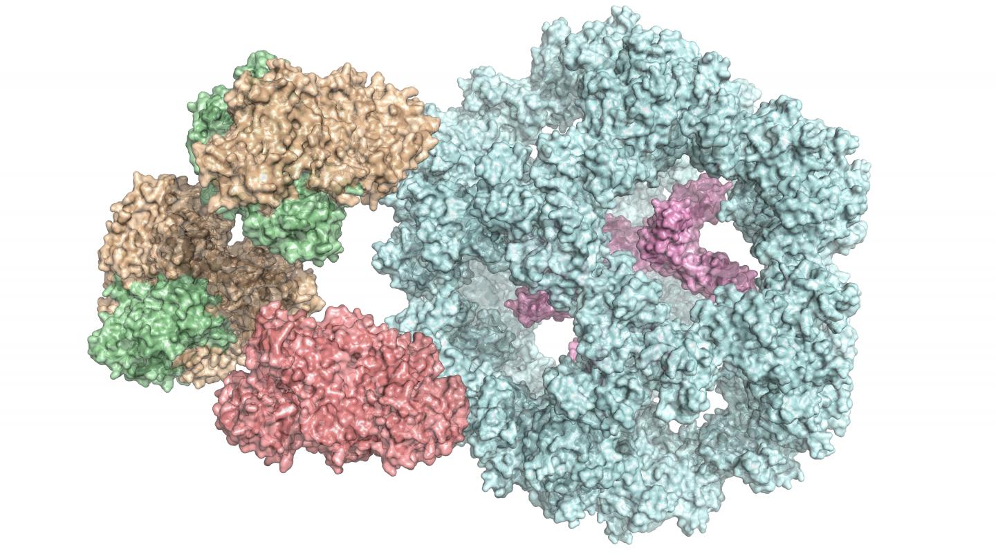 Pyruvate Dehydrogenase Structure