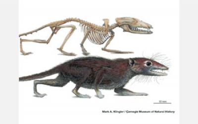Illustration of the Skeleton a [IMAGE] | EurekAlert! Science News Releases