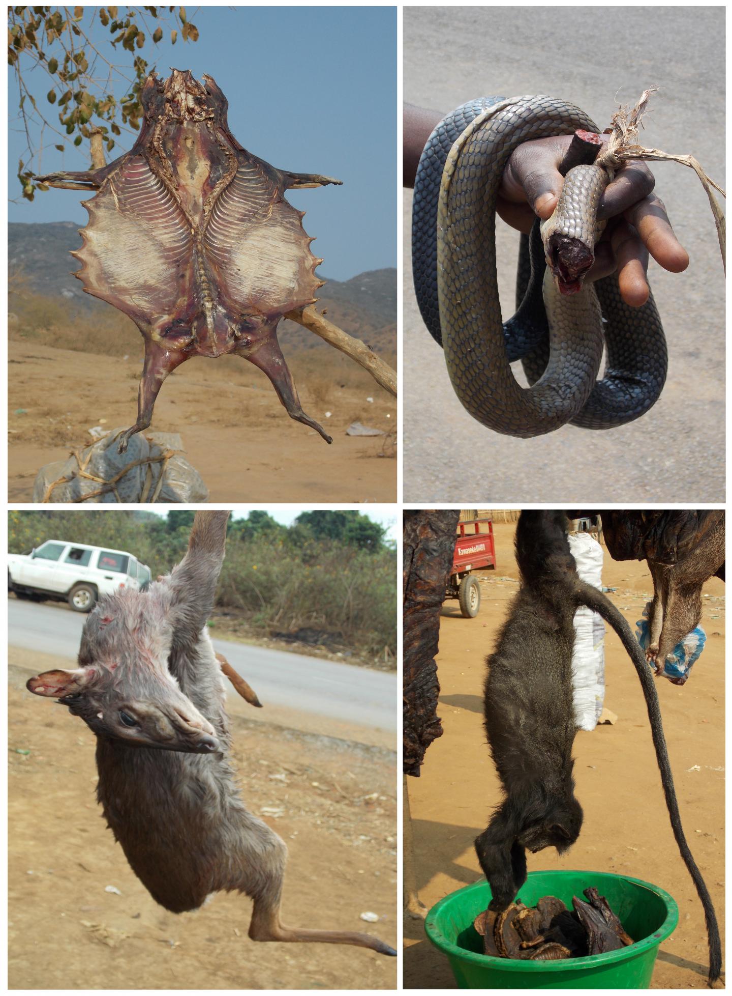 Wild Animals and Smoked Bushme [IMAGE] | EurekAlert! Science News Releases