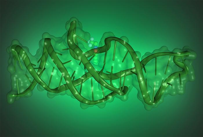 DNA Can Fold into Complex Shap [IMAGE] | EurekAlert! Science News Releases