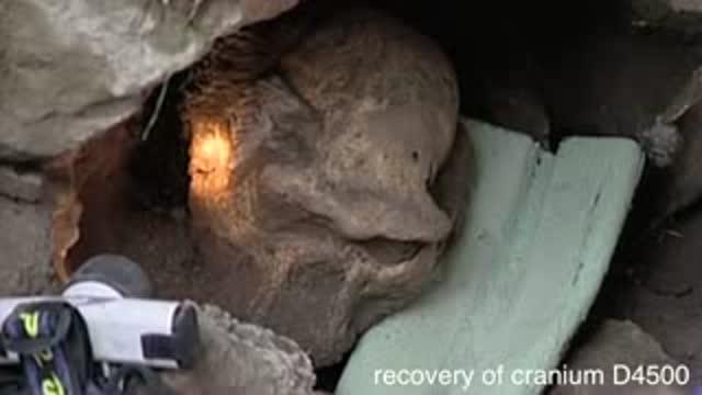 Early Homo Skull Suggests a Single Spe | EurekAlert!