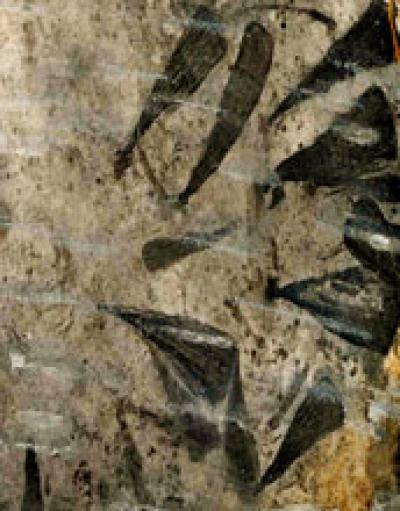 Cluster of Fossils [IMAGE] | EurekAlert! Science News Releases