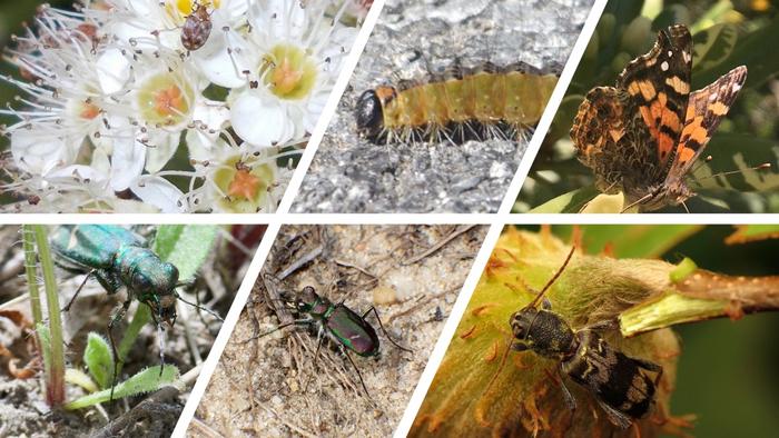 AI to identify pests, protect [IMAGE] | EurekAlert! Science News Releases