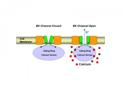 BK Sensor and Channel [IMAGE] | EurekAlert! Science News Releases