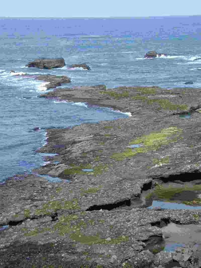 Rocky Intertidal Zone [IMAGE] | EurekAlert! Science News Releases
