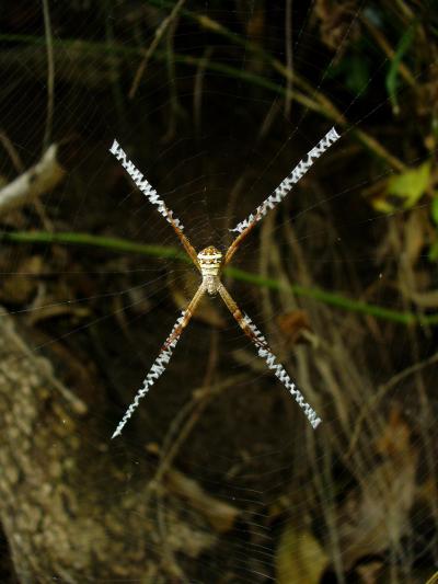 Argiope aetherea [IMAGE] | EurekAlert! Science News Releases