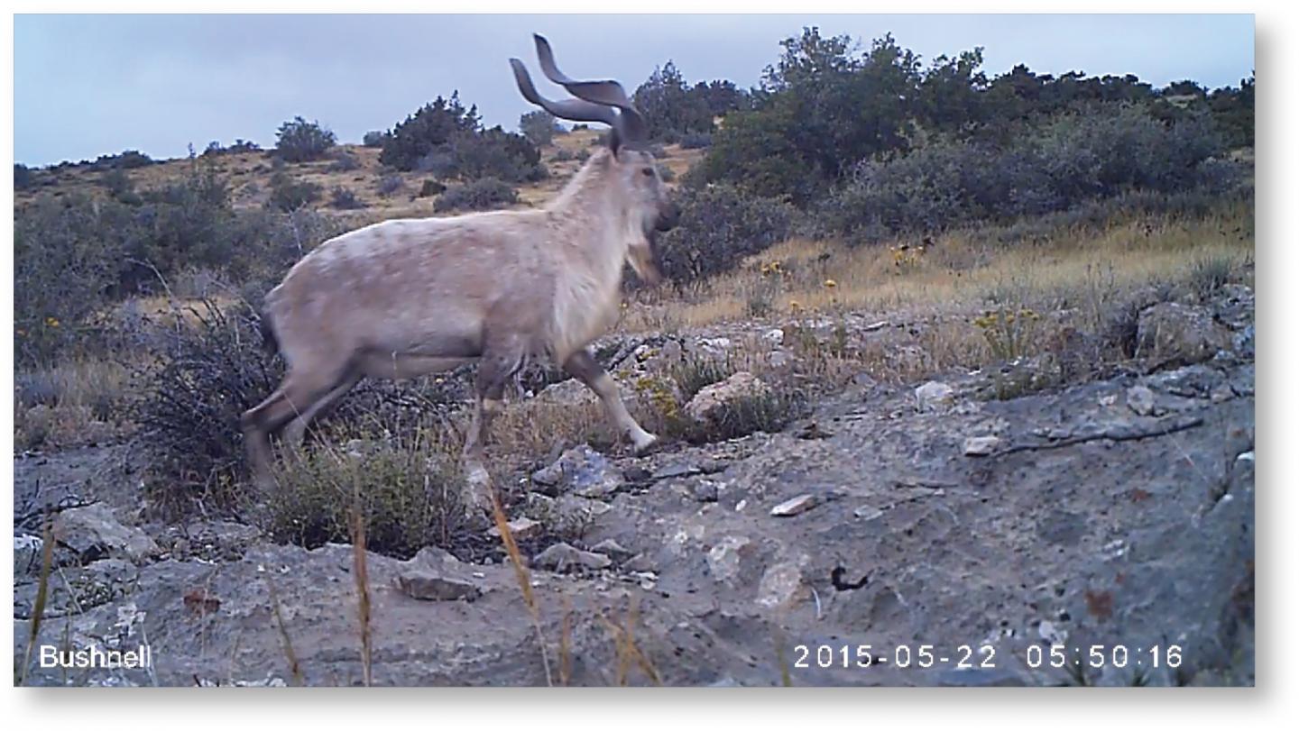 Markhor (Male) [IMAGE] | EurekAlert! Science News Releases