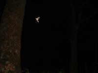 Why Some Fireflies Flash in Sync (5 of 8) | EurekAlert!