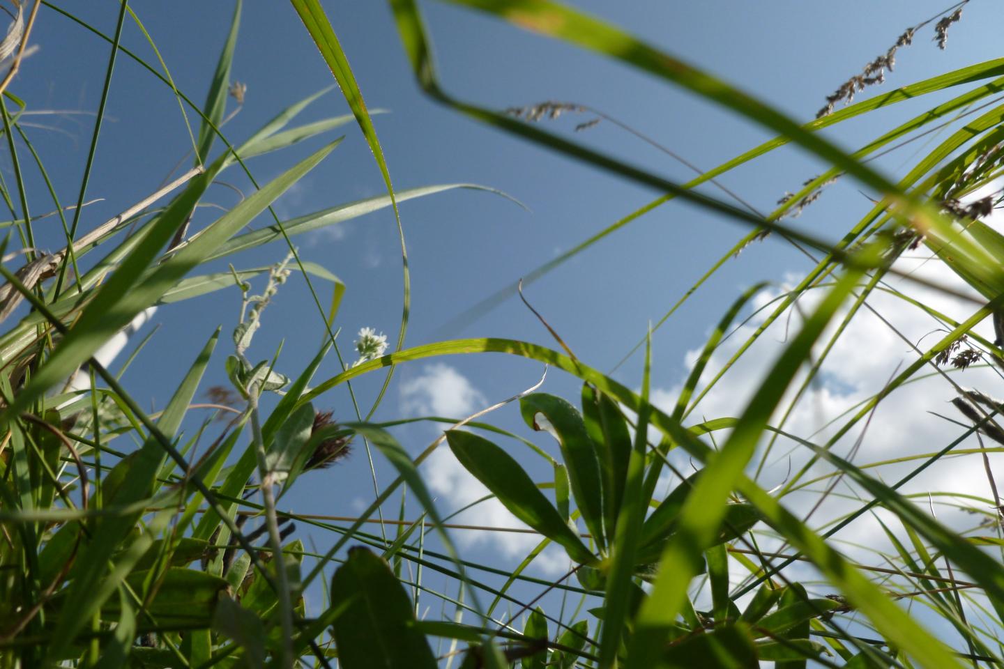Grass [IMAGE] | EurekAlert! Science News Releases