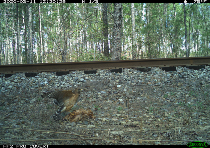 Scav. 3 [IMAGE] | EurekAlert! Science News Releases