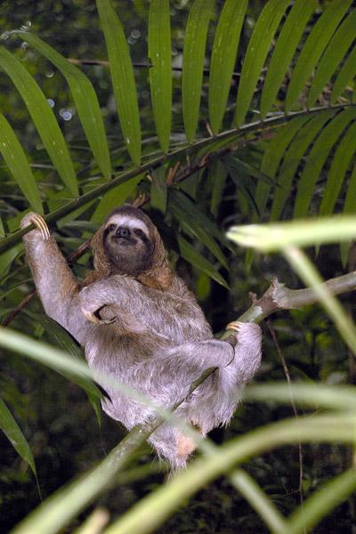 Three-Toed Sloth [IMAGE] | EurekAlert! Science News Releases
