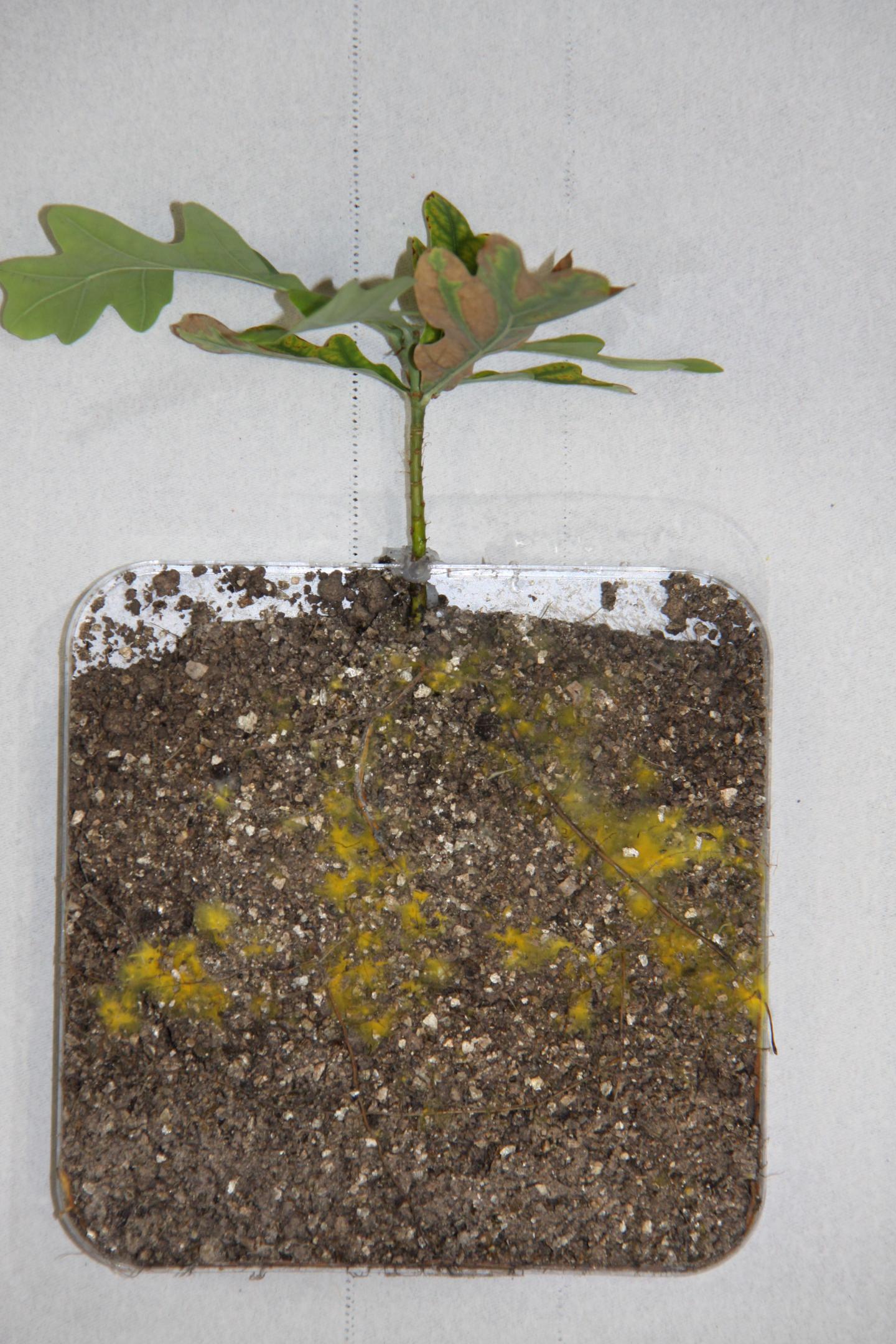 Piloderma roceum (2 of [IMAGE] | EurekAlert! Science News Releases