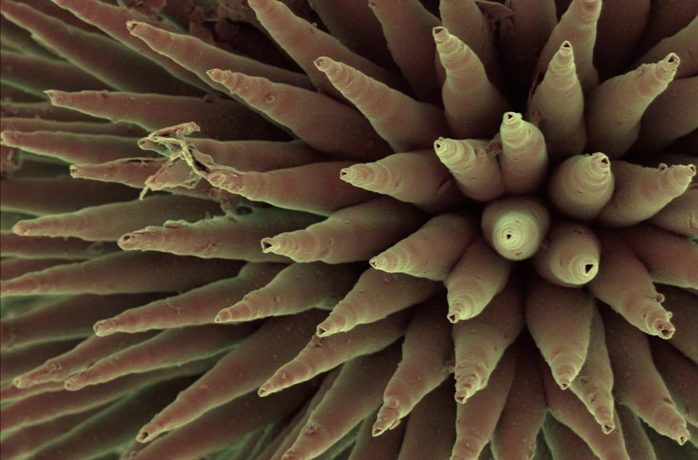 How Marine Sponges Form Spiky Glass Structure | EurekAlert!