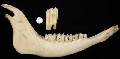 Bison Jaw [IMAGE] | EurekAlert! Science News Releases