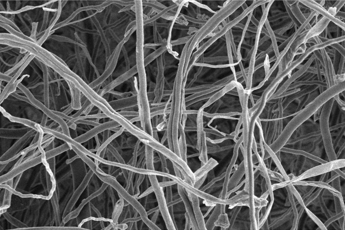 Can a fungus help clean up lead-contaminated | EurekAlert!