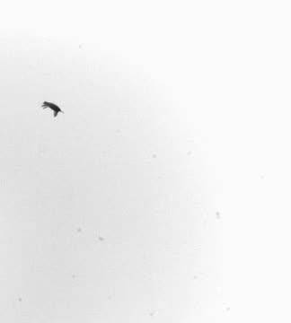 As hummingbirds dive, twisting tail feathers | EurekAlert!