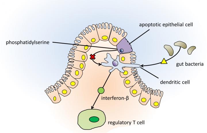 Dying epithelial cells regulate immune system | EurekAlert!