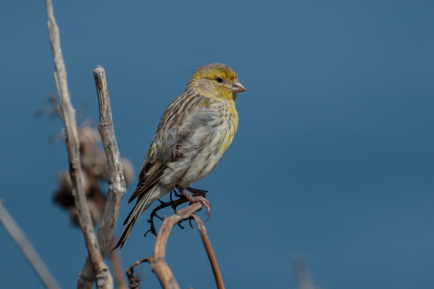 Atlantic Canary [IMAGE] | EurekAlert! Science News Releases