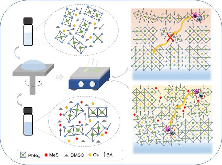 Effects of MeS on phase distri [IMAGE] | EurekAlert! Science News Releases