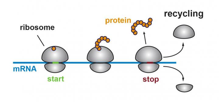 Alert to biologists: Ribosomes can translate | EurekAlert!