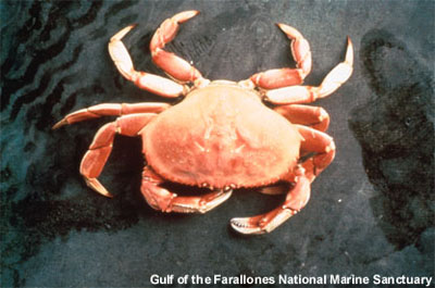 Dungeness crab [IMAGE] | EurekAlert! Science News Releases