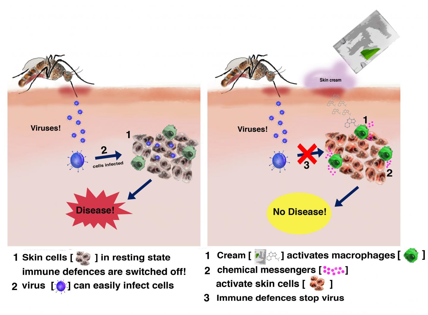 Topical Treatment for Mosquito Bites Provides | EurekAlert!