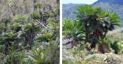 Cycas micronesica and