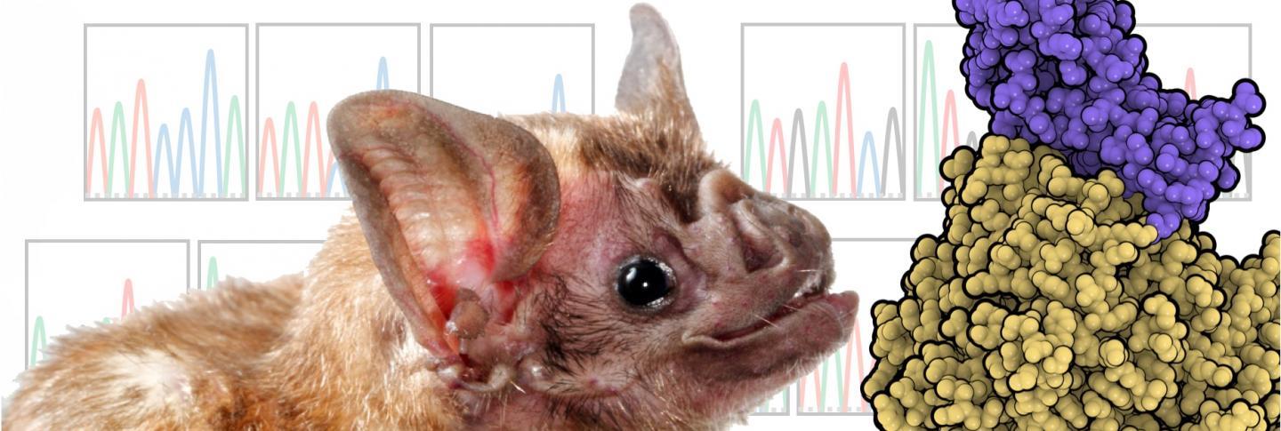 Desmodus Rotundus , or [IMAGE] | EurekAlert! Science News Releases