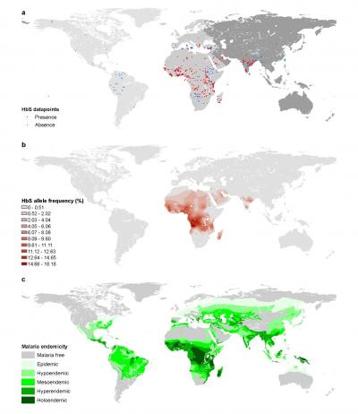 Maps of Sickle Cell Gene and M [IMAGE] | EurekAlert! Science News Releases