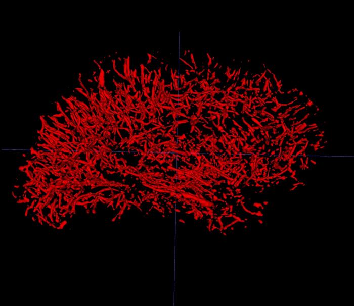 3D-rendering small vessels [IMAGE] | EurekAlert! Science News Releases