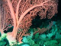 Genetic patterns of deep-sea coral provide in | EurekAlert!