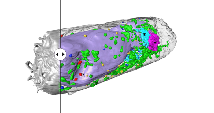 Visualizing cell structures in three dimensio | EurekAlert!