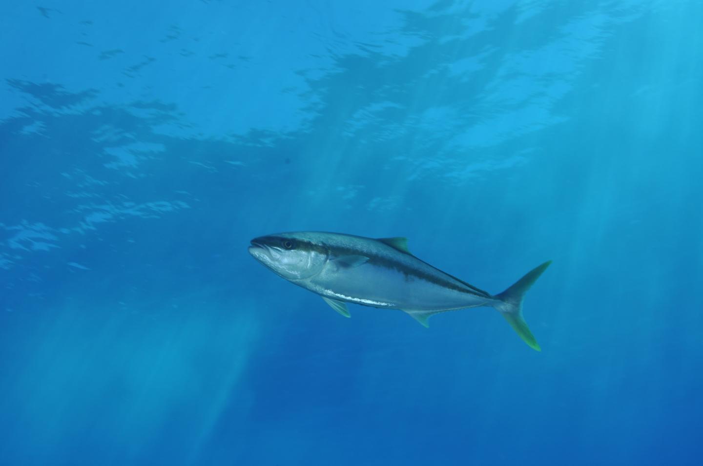 As the oceans warm, wide-ranging species will | EurekAlert!