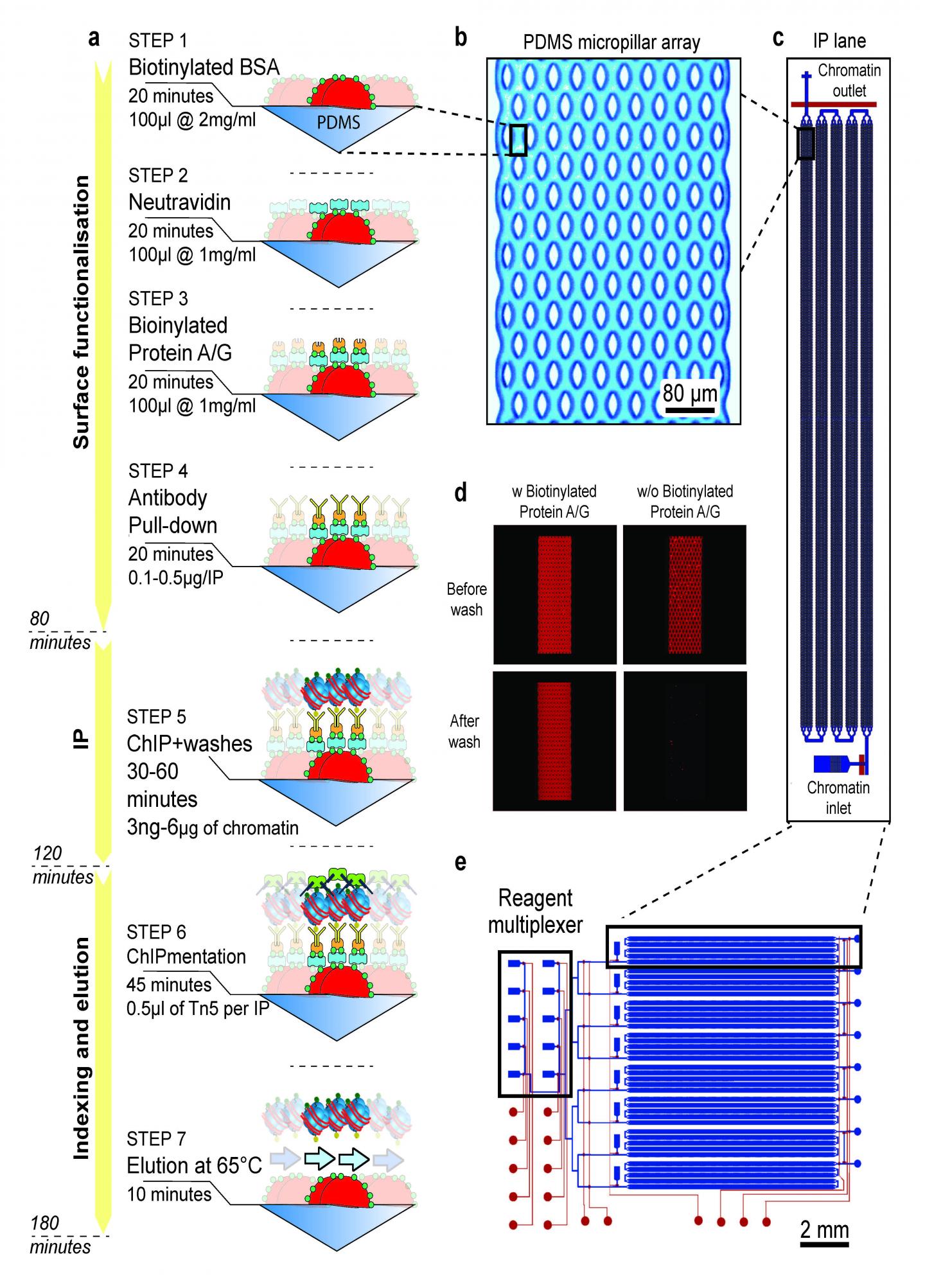 A Diagram Showing How FloChIP [IMAGE] | EurekAlert! Science News Releases