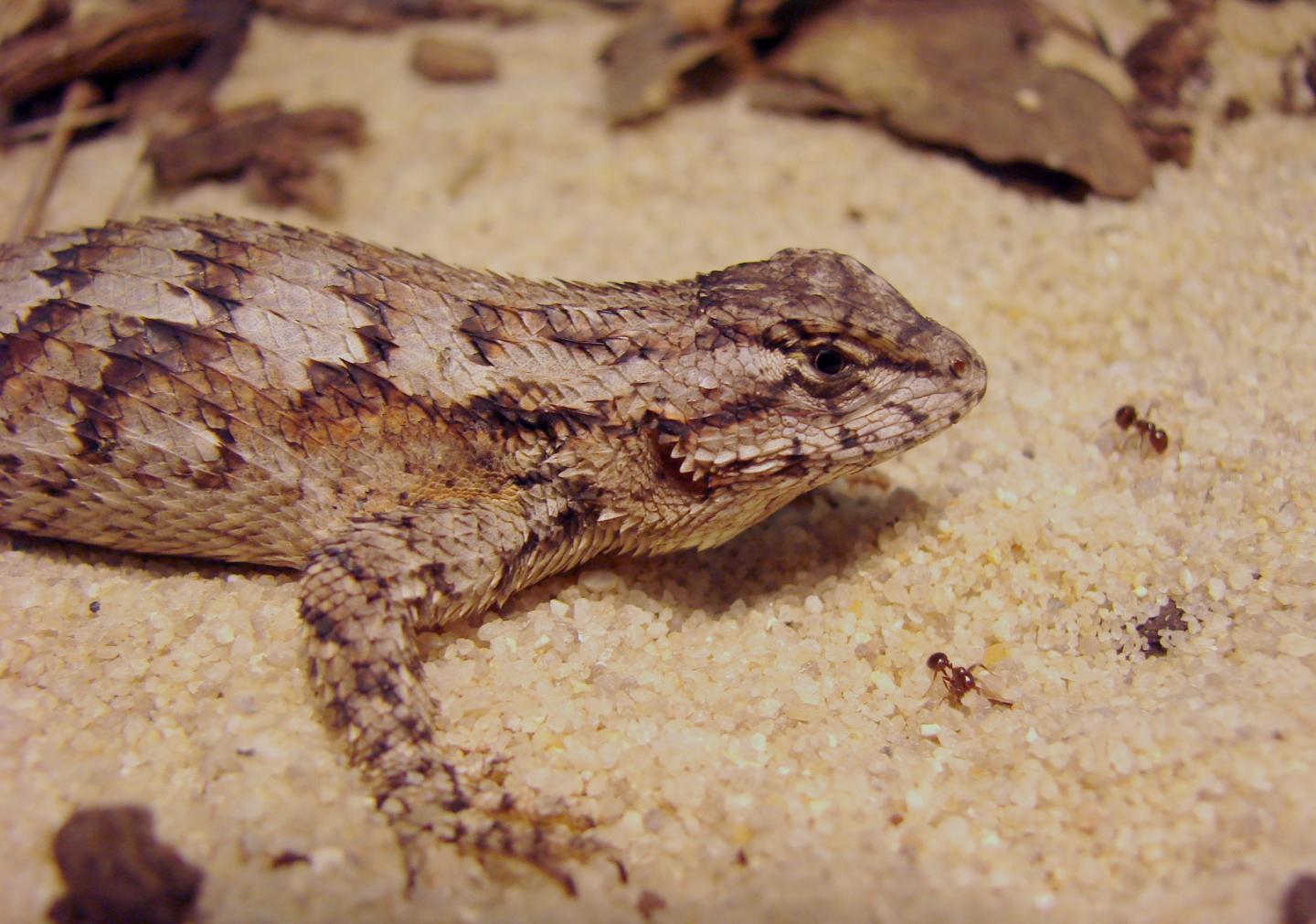 Lizard with Ants [IMAGE] | EurekAlert! Science News Releases