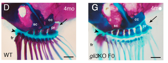 Fin Experiment [IMAGE] | EurekAlert! Science News Releases