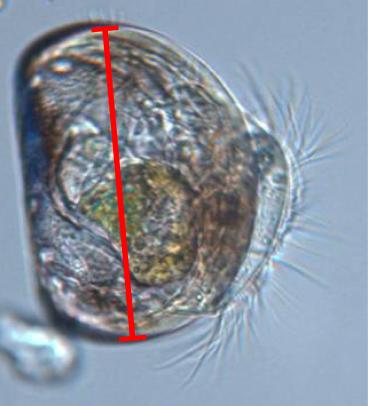 Mussels Adapt to Harden Their [IMAGE] | EurekAlert! Science News Releases